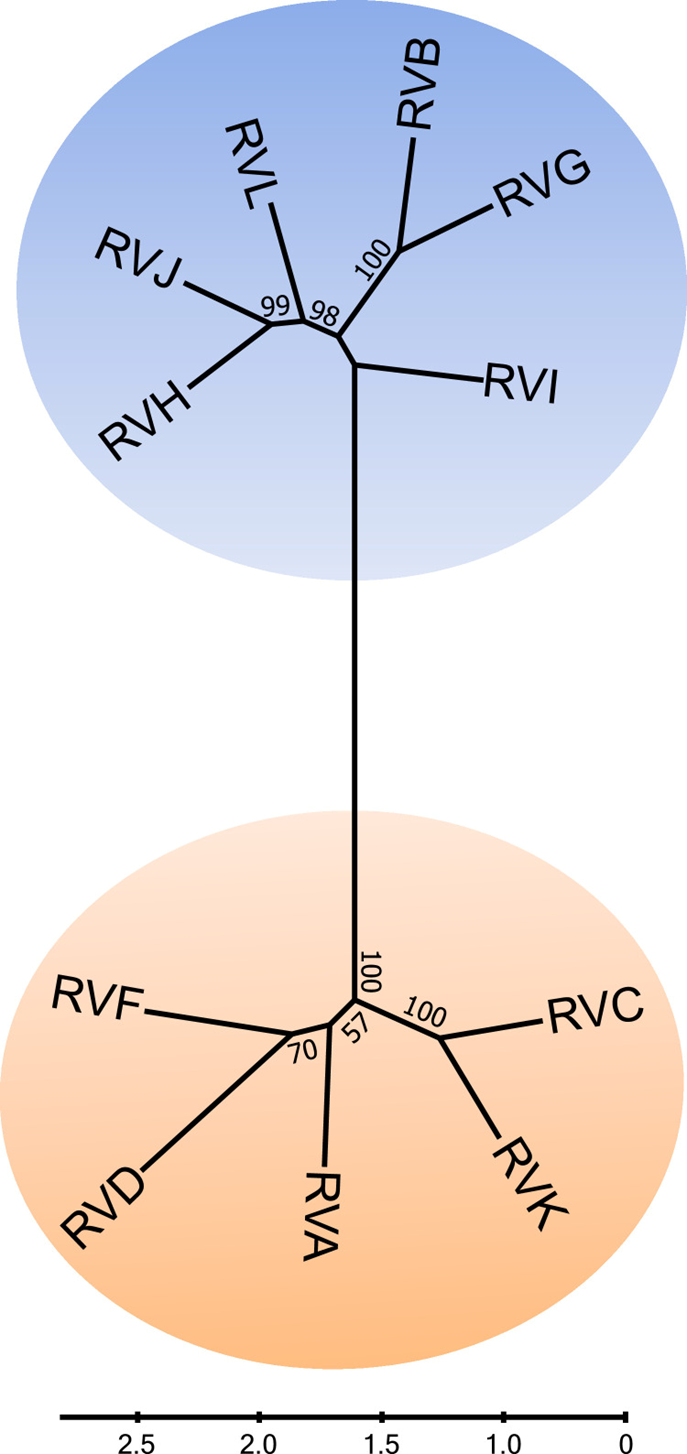 【文献解读】新型轮状病毒K种的基因组分析_上海探普生物科技有限公司